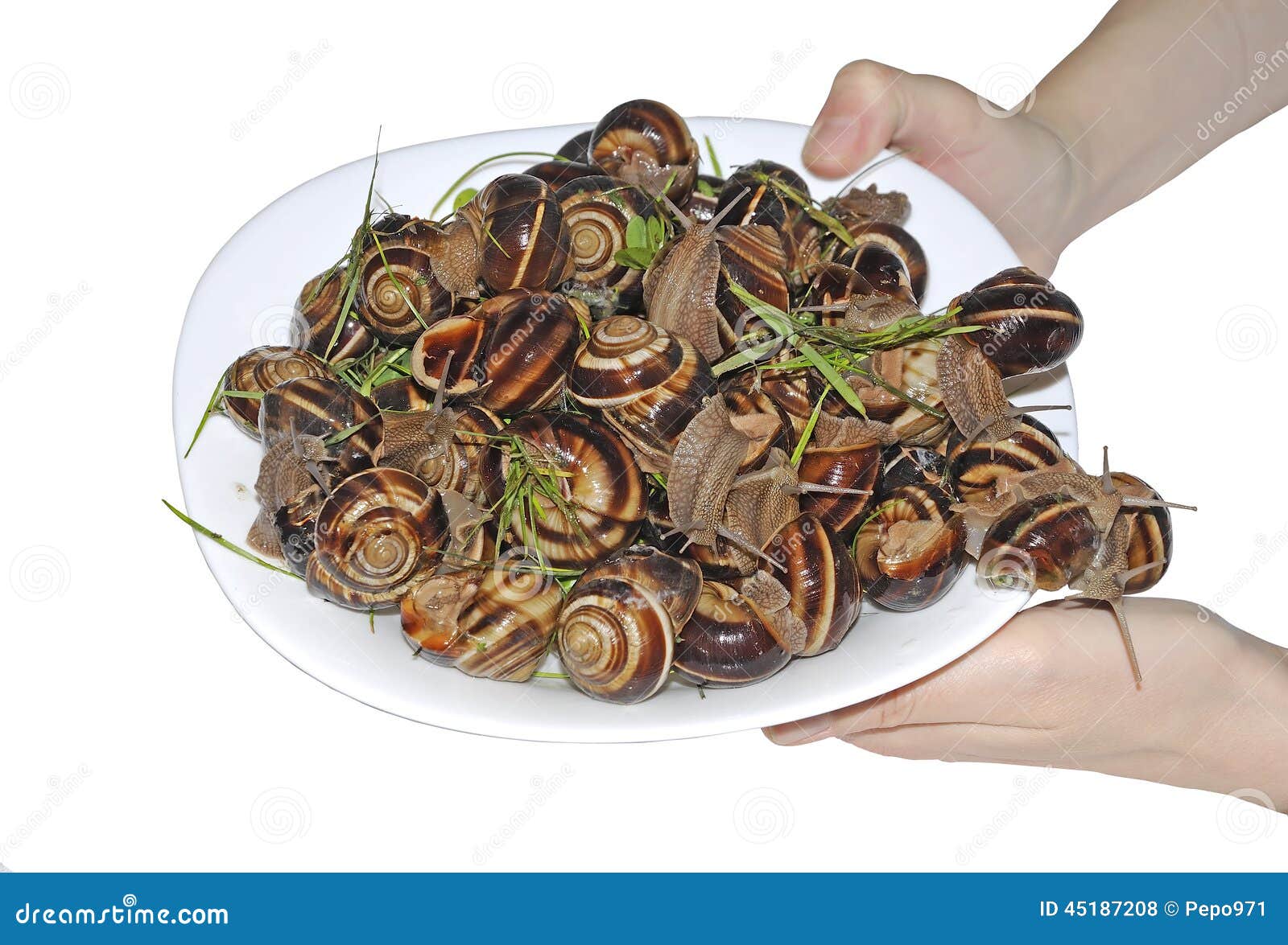 Snails on plate stock photo. Image of dish, cornu, isolated - 45187208