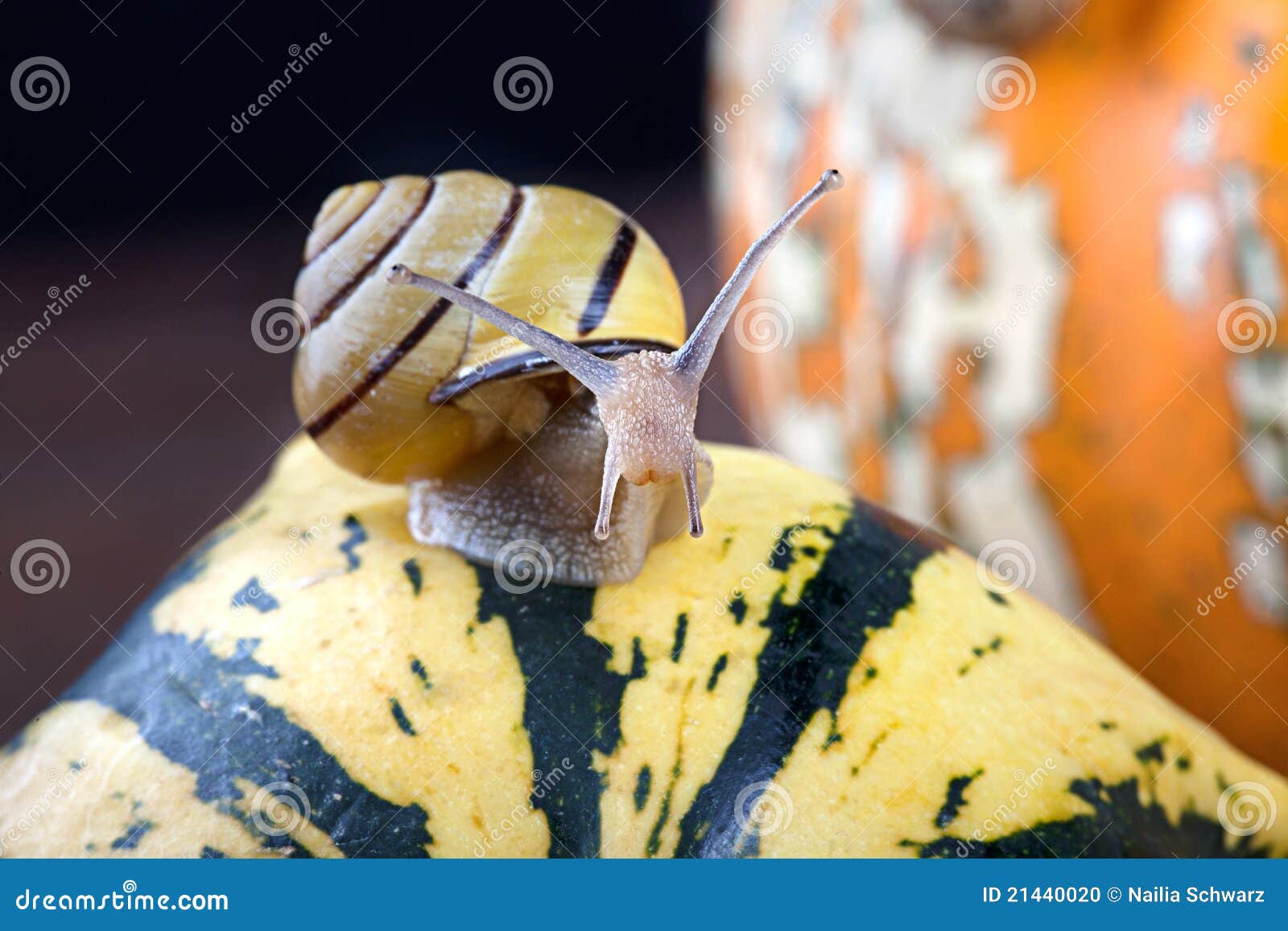 Snails and Pumpkins stock photo. Image of size, calabash - 21440020