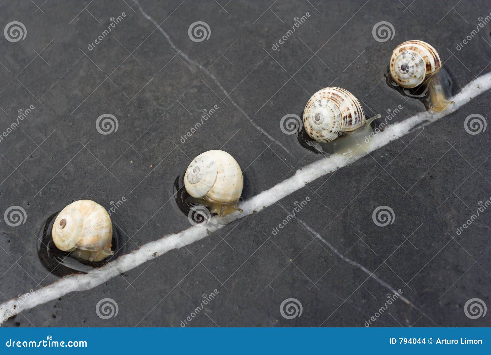 Snails race stock photo. Image of business, quick, step - 794044