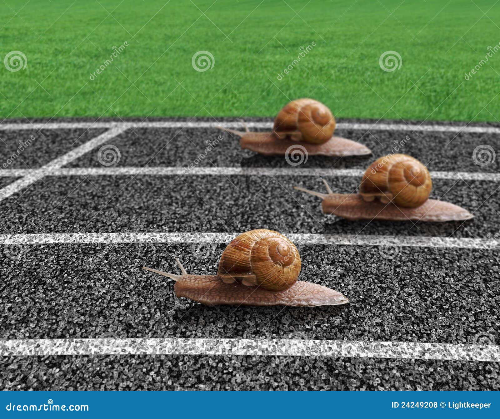 Snails Race on Sports Track Stock Photo - Image of animal, humorous ...