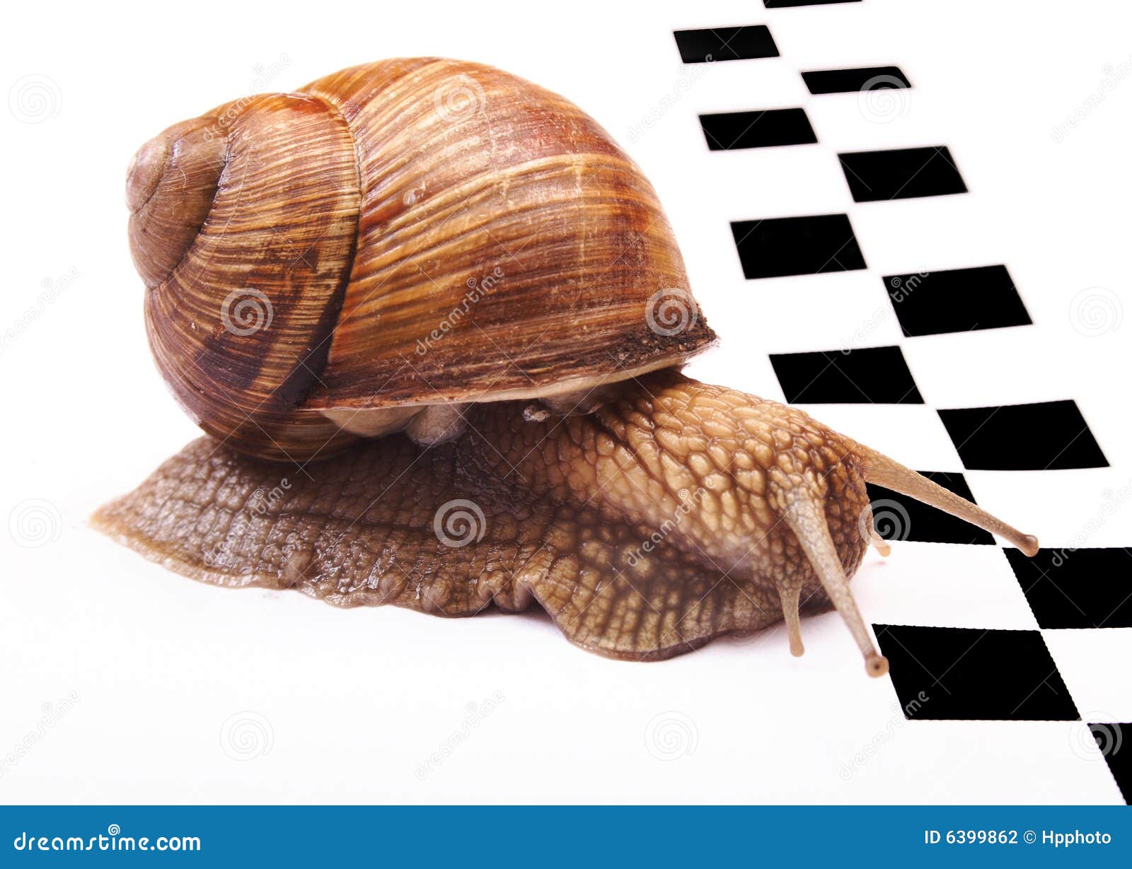 Snails racing stock photo. Image of family, positive, lane - 6399862