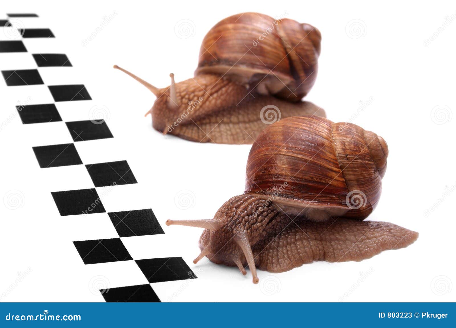 Snails racing stock image. Image of motivation, concept - 803223