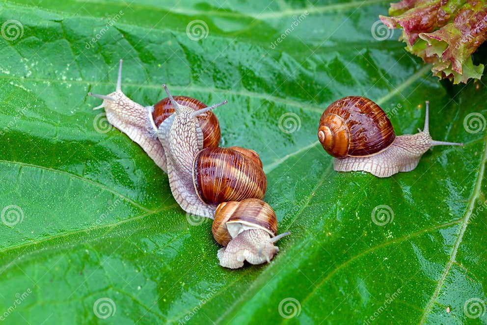 Snails after a Rain on Wet Leaves Stock Image - Image of green, brown ...
