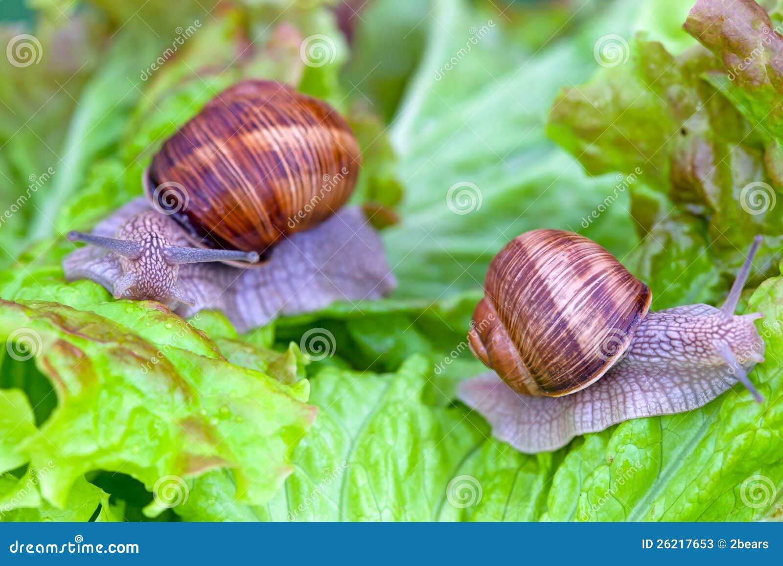 Snails after a Rain on Wet Leaves Stock Image - Image of common ...