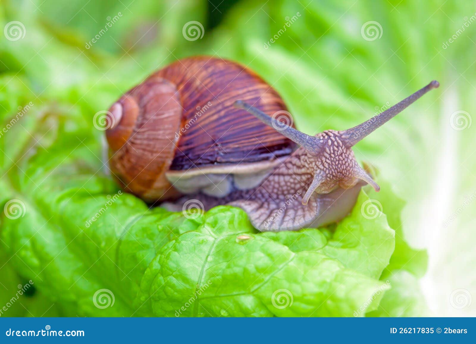 Snails after a Rain on Wet Leaves Stock Image - Image of macro, closeup ...