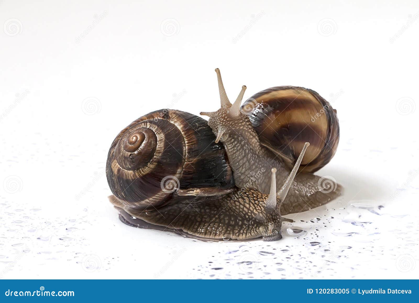 Snails after Rain on a White Background Stock Image - Image of slow ...