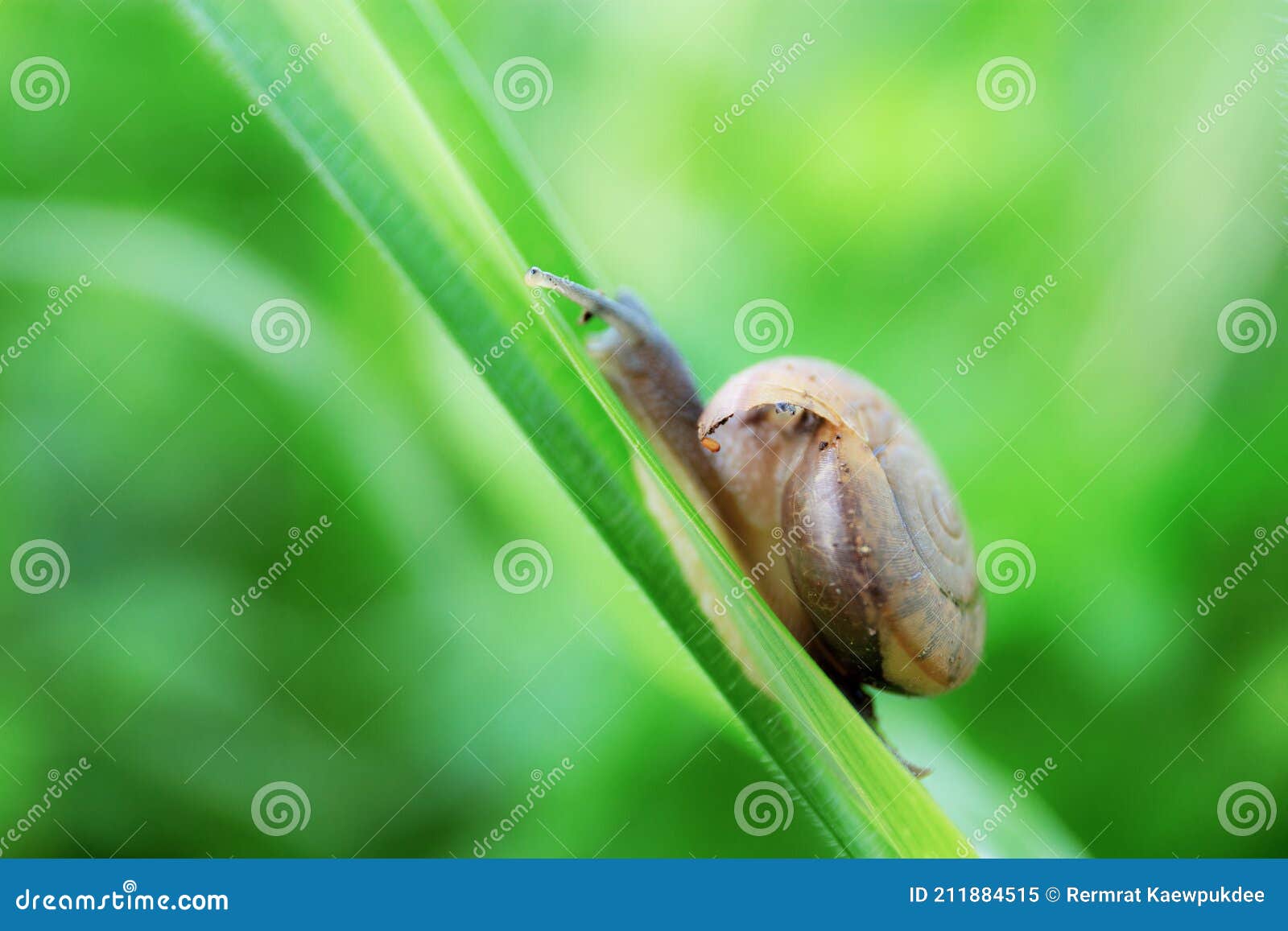 Snails on rice in fields stock image. Image of background - 211884515