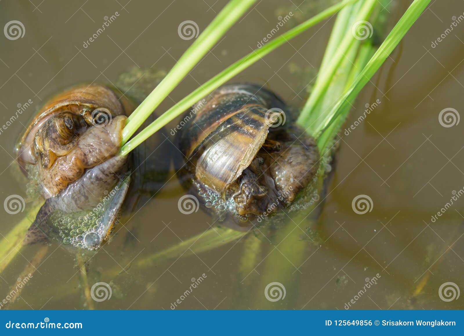 Snails in rice Fields stock photo. Image of farm, sherry - 125649856