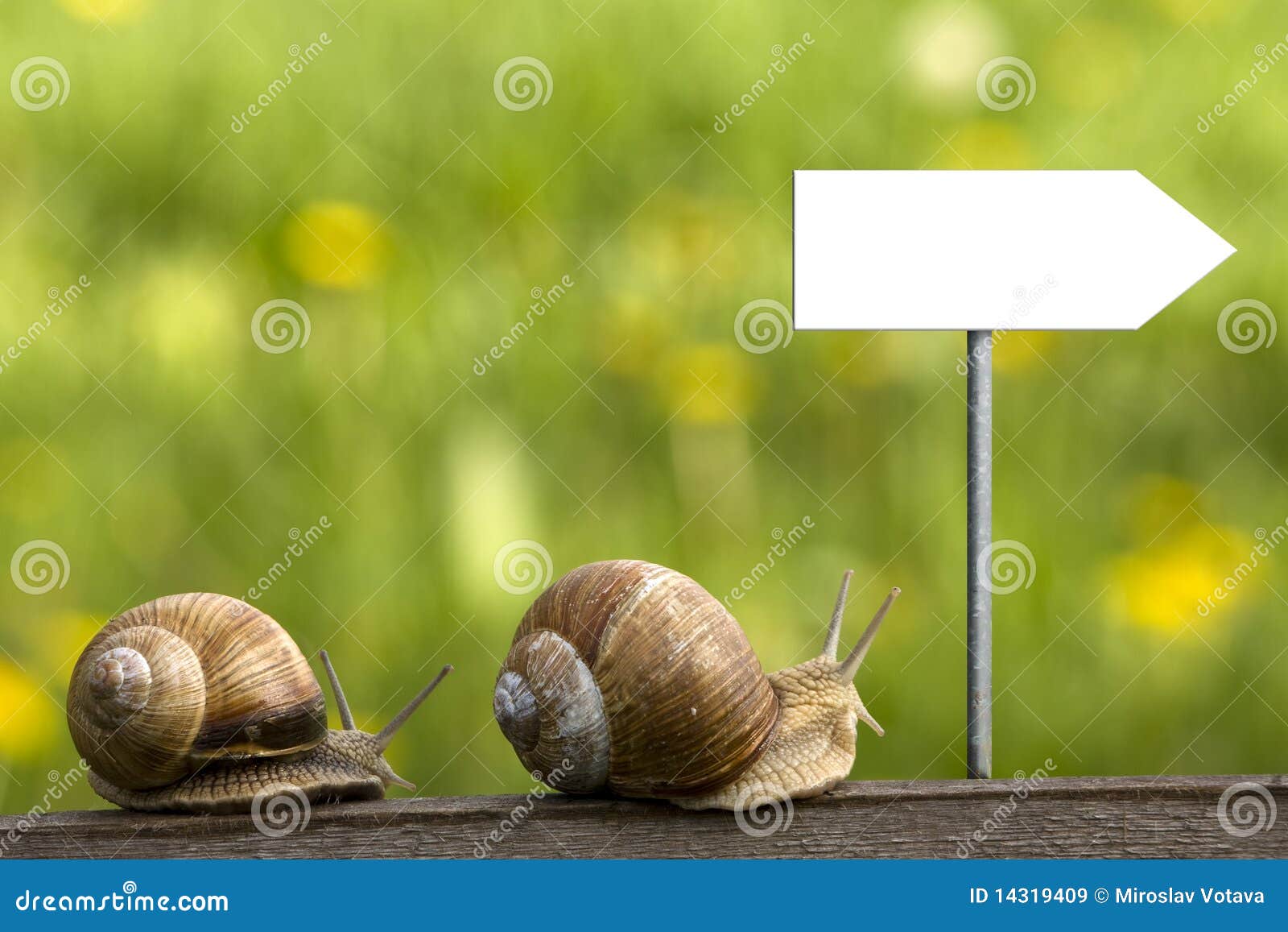 Snails on the road stock image. Image of shell, hurry - 14319409