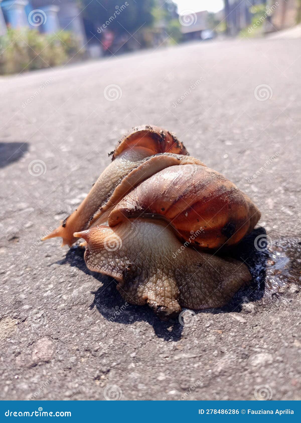 Snails in the Road stock photo. Image of sunset, snails - 278486286