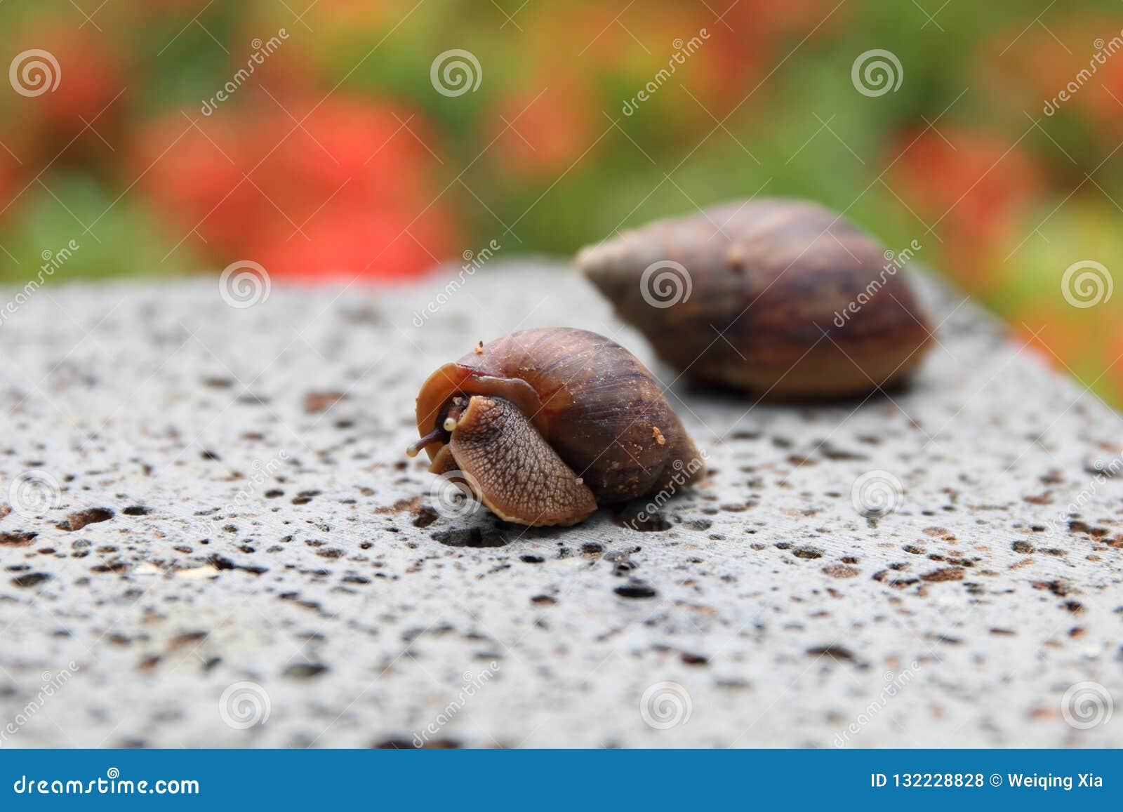Snails on a rock stock photo. Image of curious, rock - 132228828