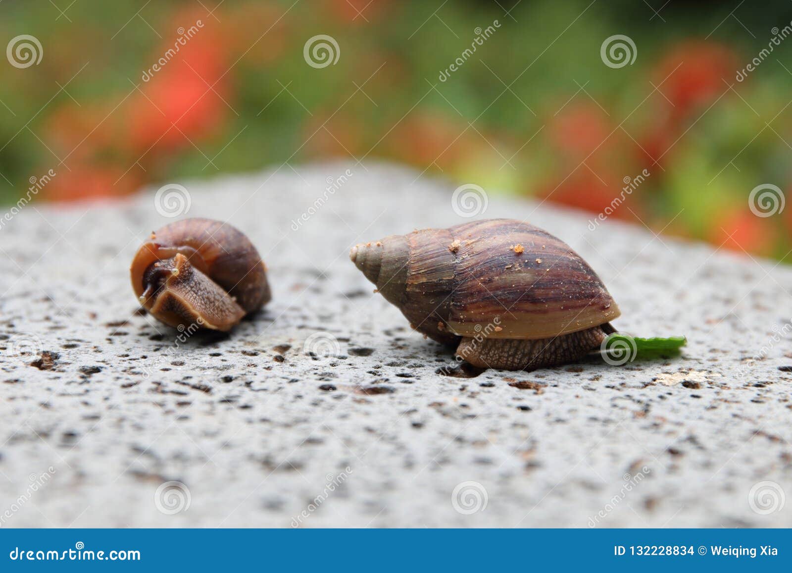 Snails on a rock stock photo. Image of outdoor, mollusc - 132228834