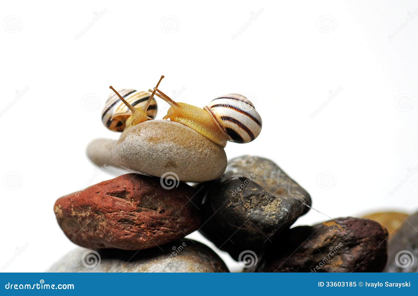 Snails on rocks stock image. Image of bright, spiral - 33603185