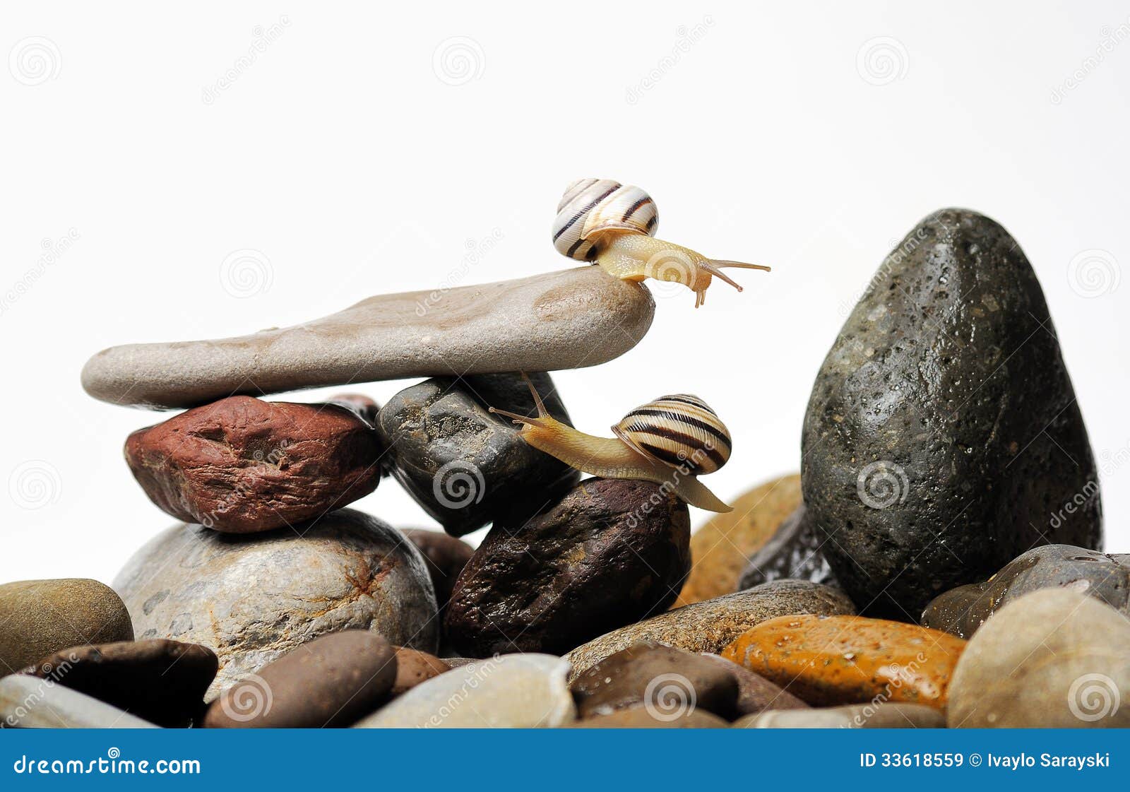 Snails on rocks stock image. Image of white, escargot - 33618559