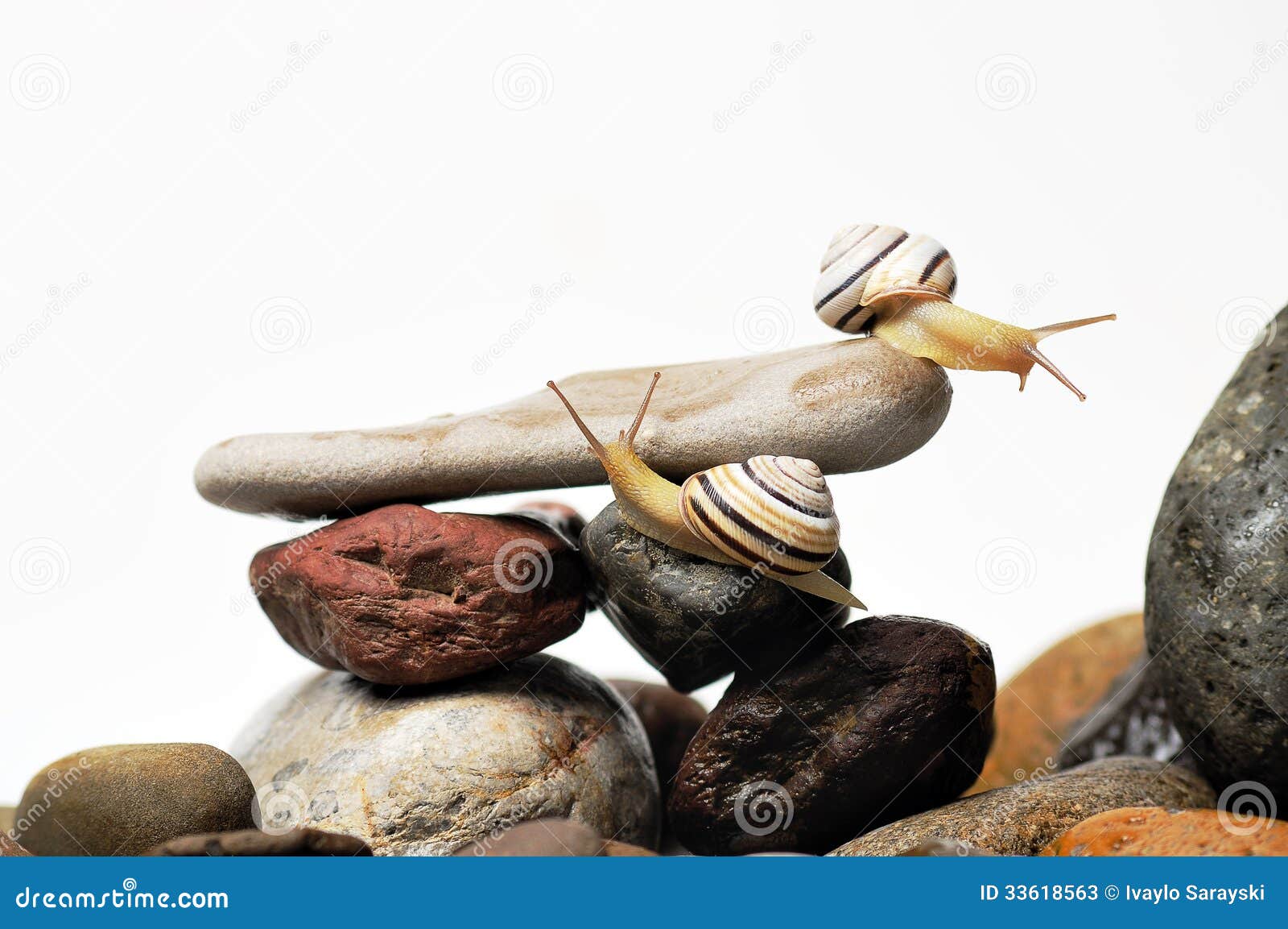 Snails on rocks stock image. Image of climbing, rocks - 33618563