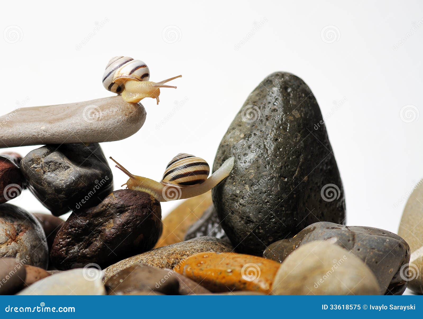 Snails on rocks stock image. Image of spyral, mollusk - 33618575