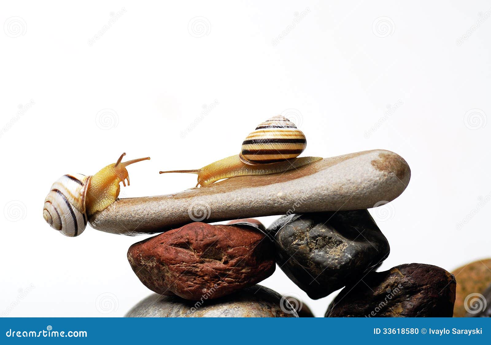 Snails on rocks stock photo. Image of closeup, stone - 33618580