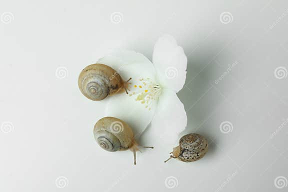 Snails with Shell and Flower on White Background Stock Image - Image of ...