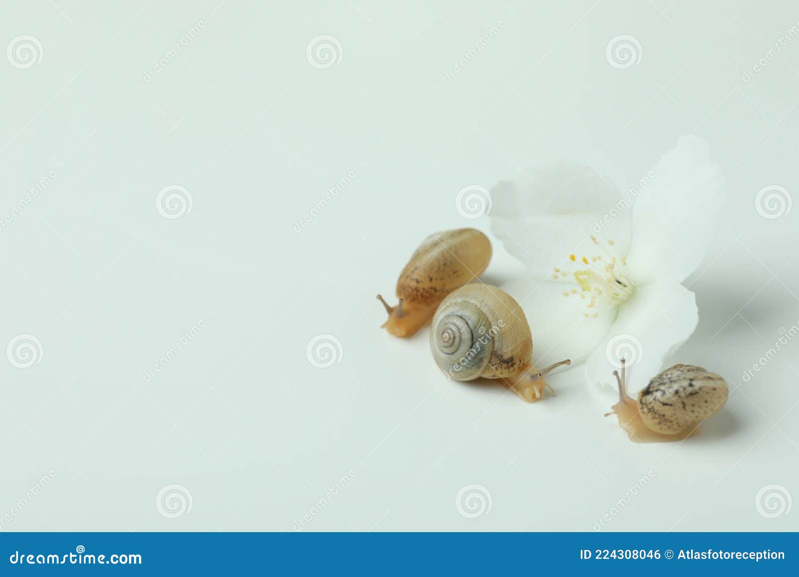 Snails with Shell and Flower on White Background Stock Photo - Image of ...