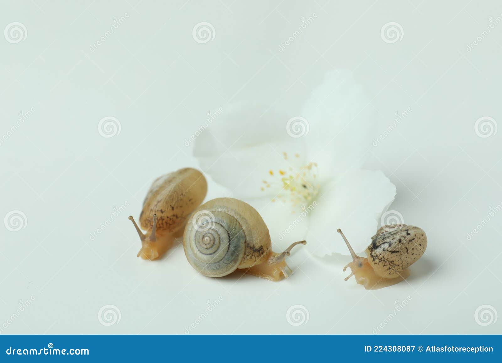 Snails with Shell and Flower on White Background Stock Image - Image of ...