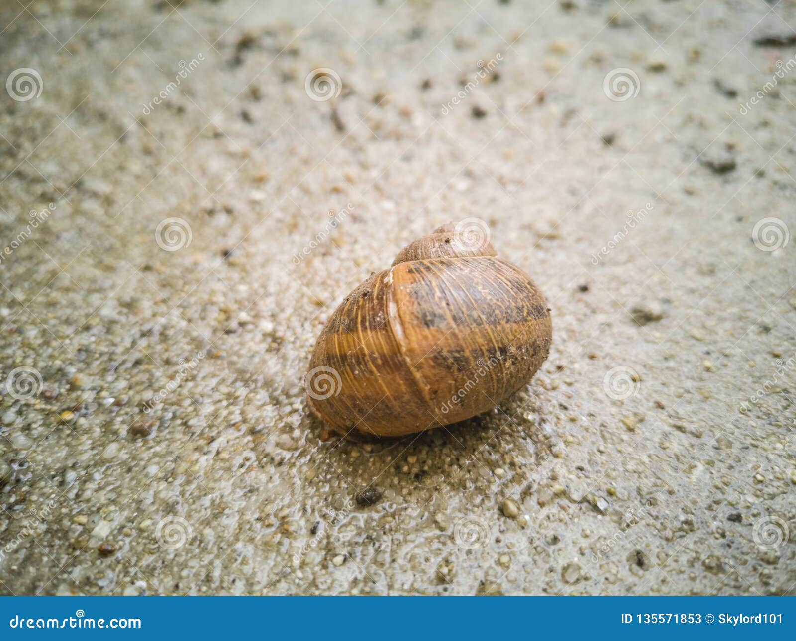 Snails shell lying on mud stock image. Image of natural - 135571853