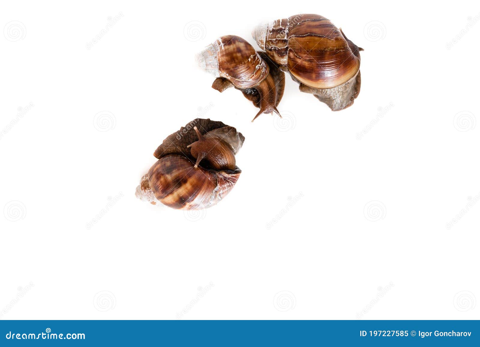 Snails Shell on White Background Isolated Stock Image - Image of shell ...
