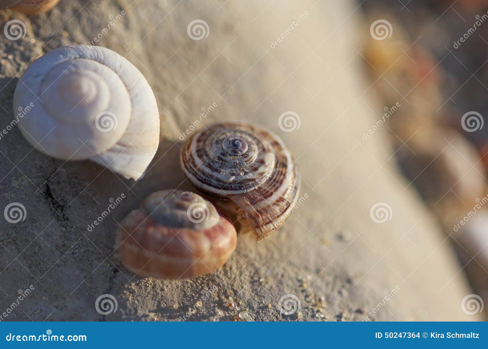 Shells Laying Next To Each Other On A Beach. Royalty-Free Stock Image ...