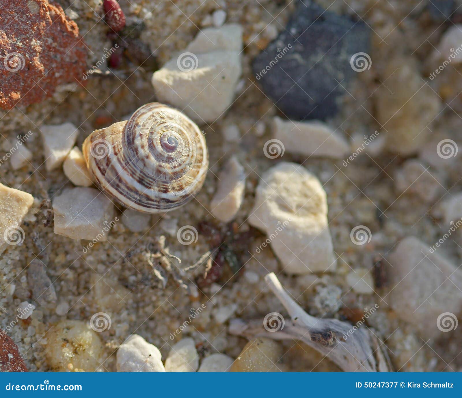 Shells Laying Next To Each Other On A Beach. Royalty-Free Stock Image ...