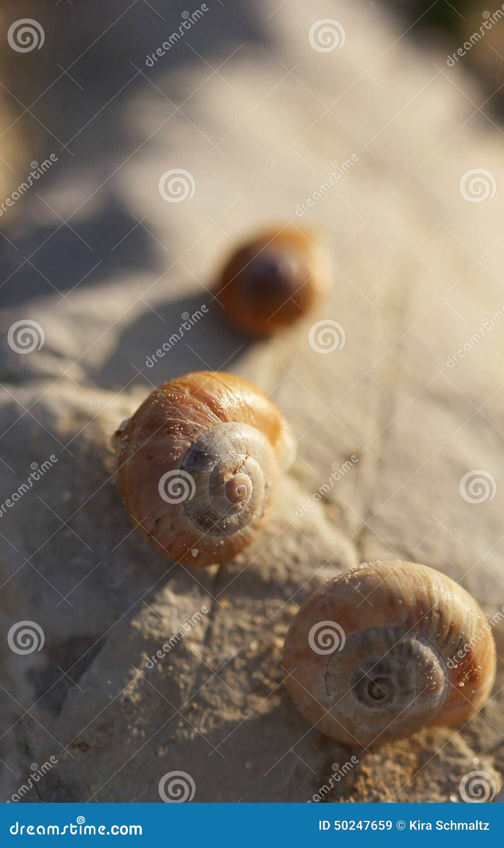 The Snails Shells Laying on the Stones Macro Shot Stock Image - Image ...