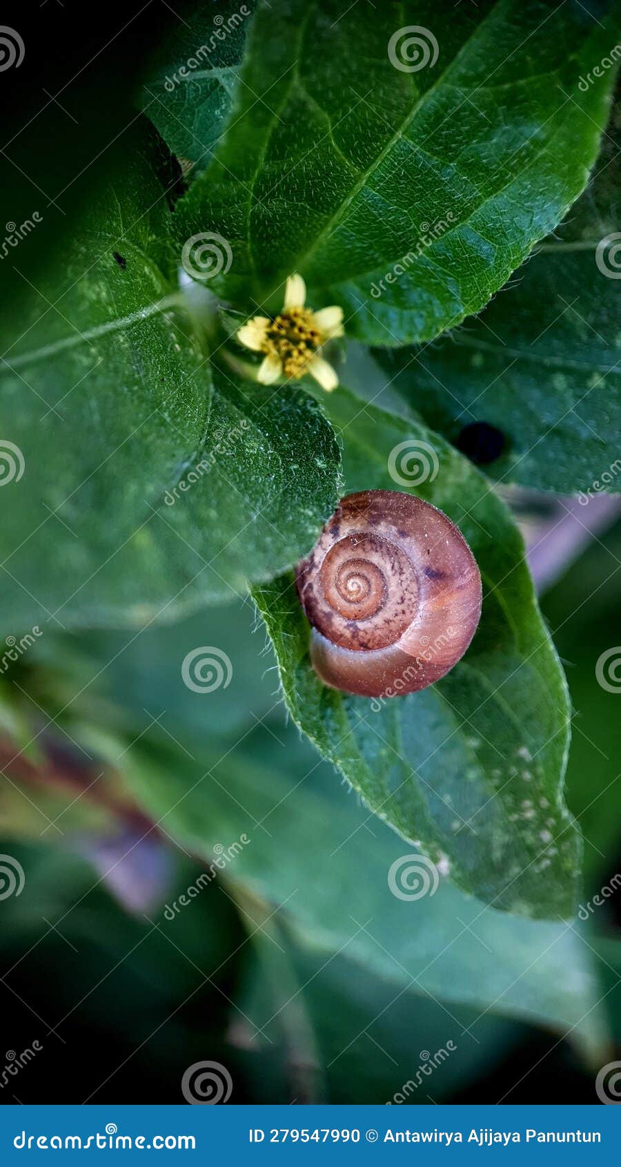 Snails Sleeping on the Leaves Stock Photo - Image of blossom, flower ...