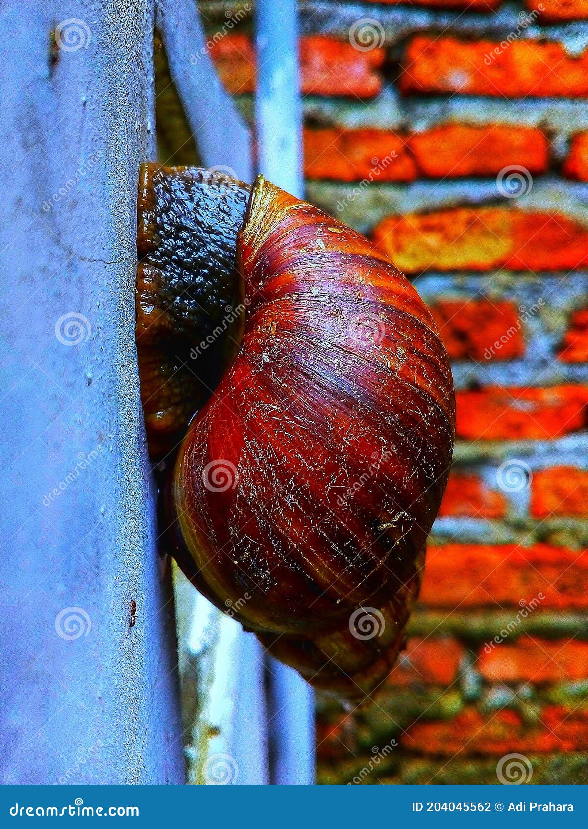 Snails [sleeping on the Wall] Stock Photo - Image of taking, park ...