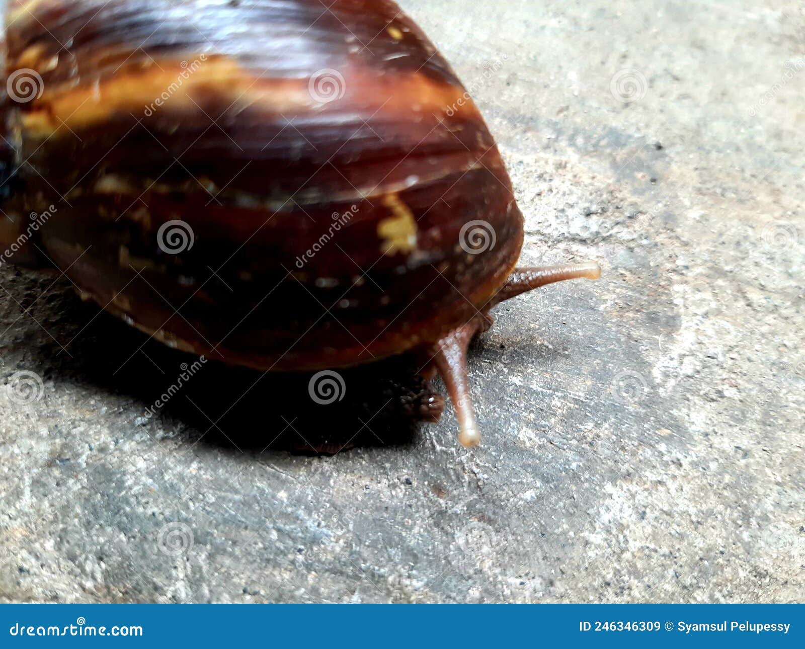 Snails are Slimy Animals and Have Antennae and Shells. Stock Image ...