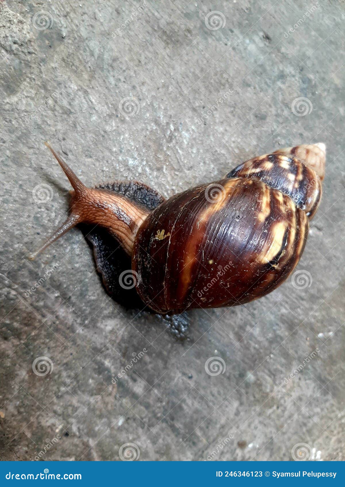 Snails are Slimy Animals and Have Antennae and Shells. Stock Image ...