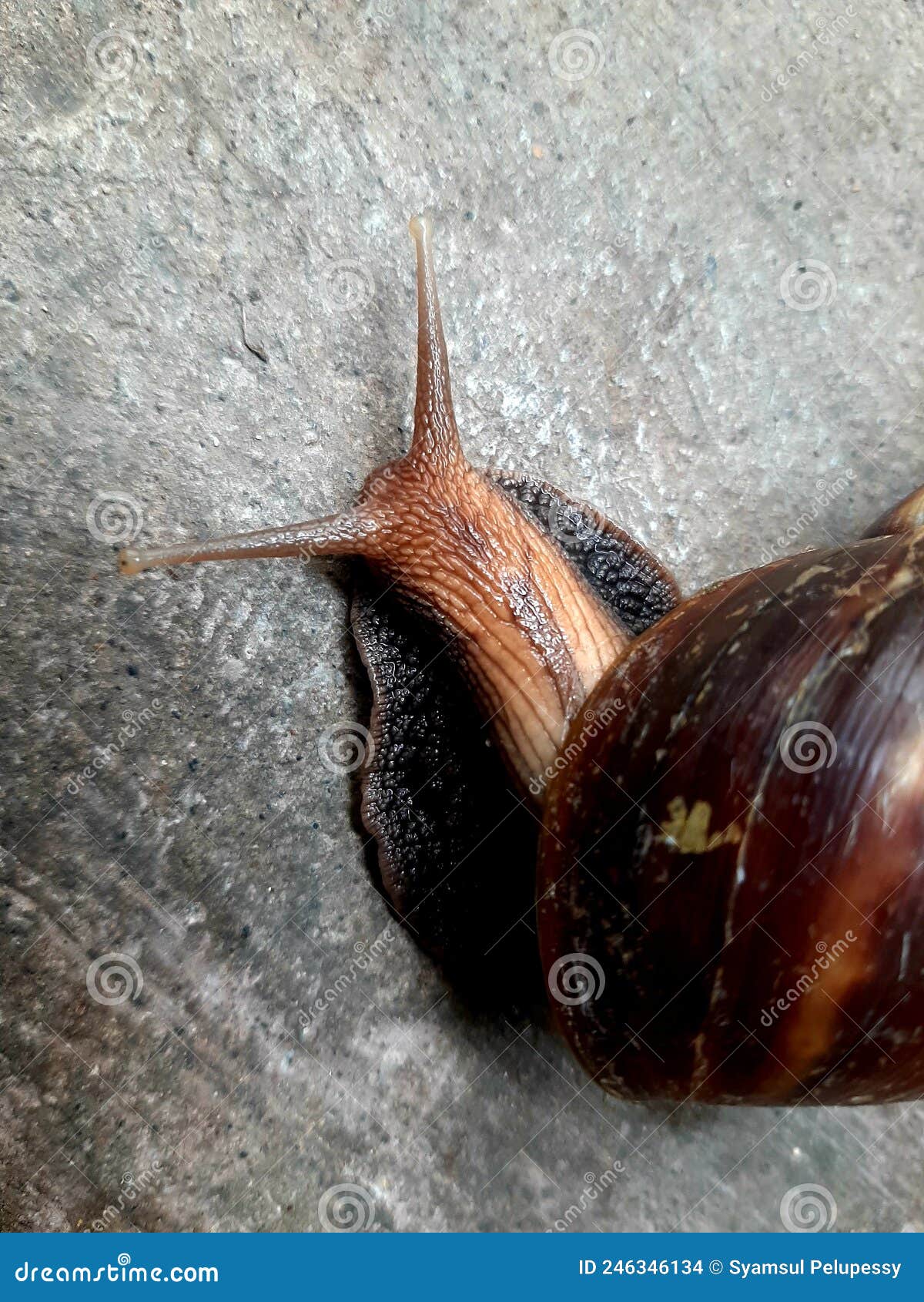 Snails are Slimy Animals and Have Antennae and Shells. Stock Photo ...
