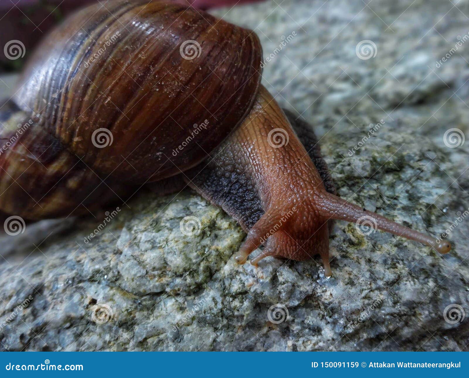 Snails slowly crawl stock image. Image of crawl, slow - 150091159