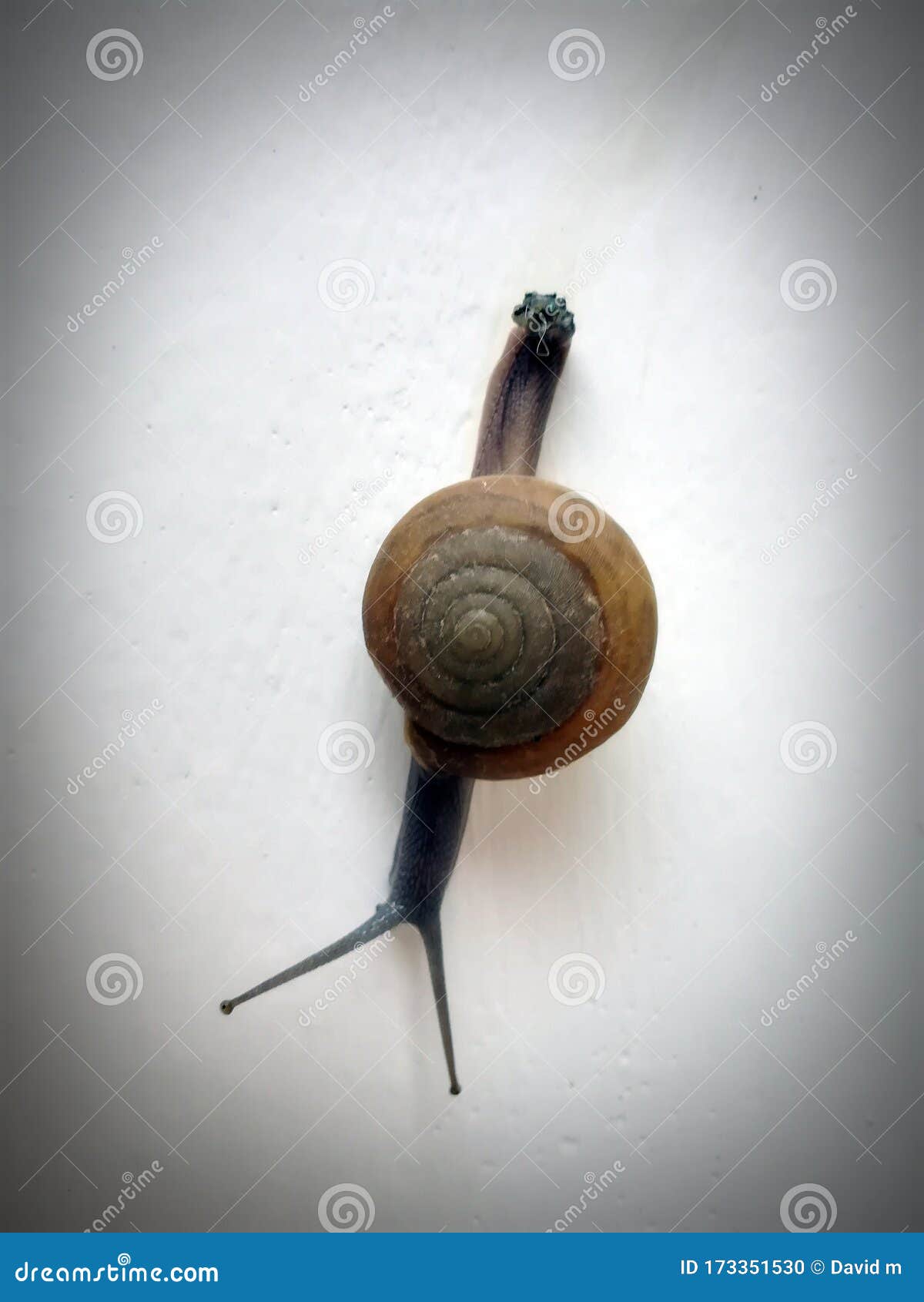 Snails Slowly Walking Natural Animal Stock Photo - Image of walking ...