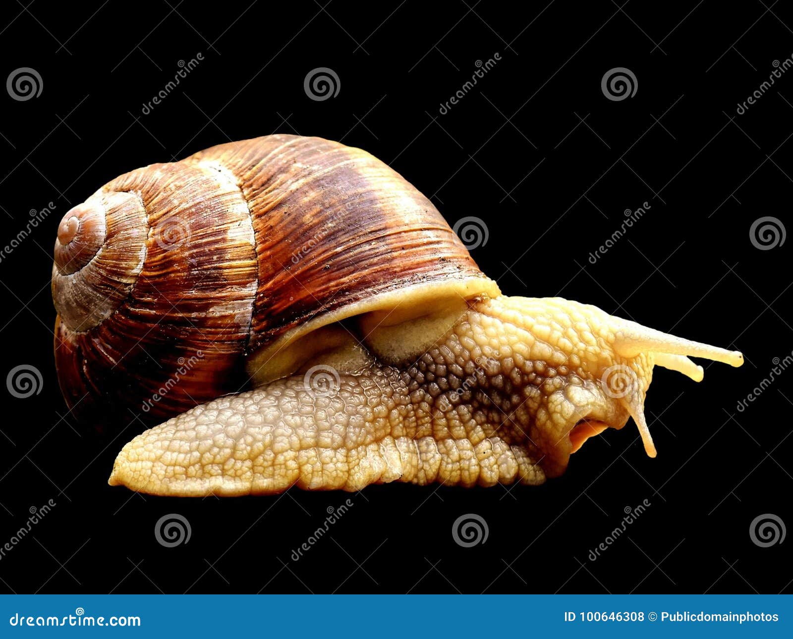 Snails And Slugs, Conchology, Molluscs, Snail Picture. Image: 100646308