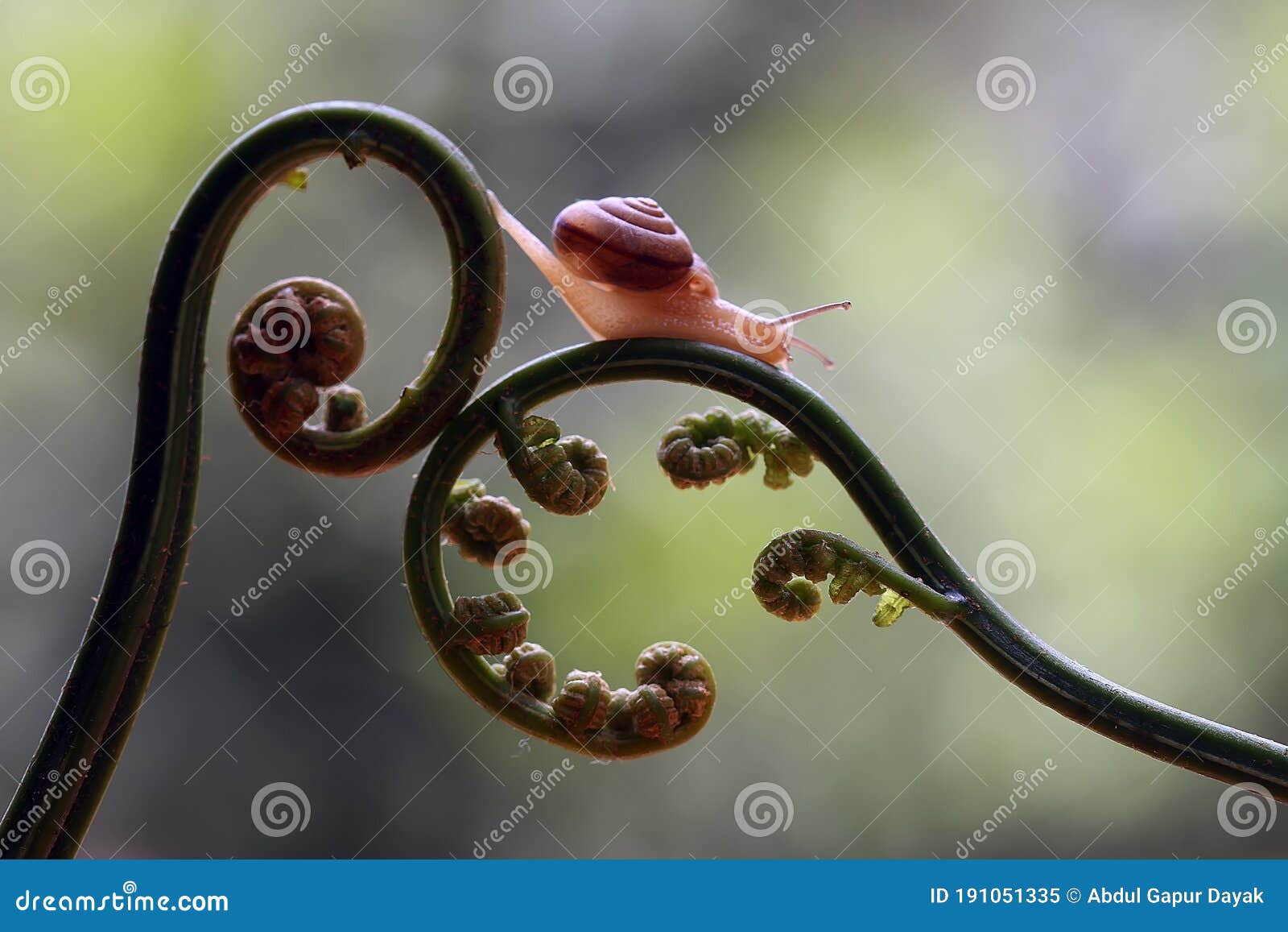 Snail on Fern stock image. Image of dragonflies, live - 191051335