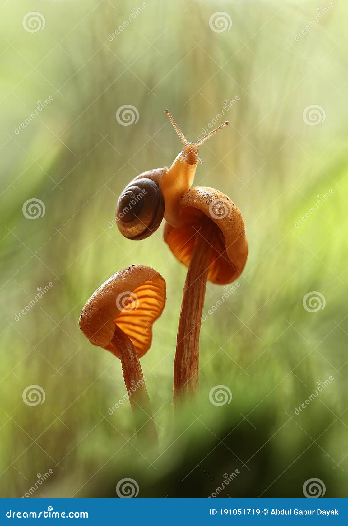 Snail on Fungus stock image. Image of small, photograph - 191051719