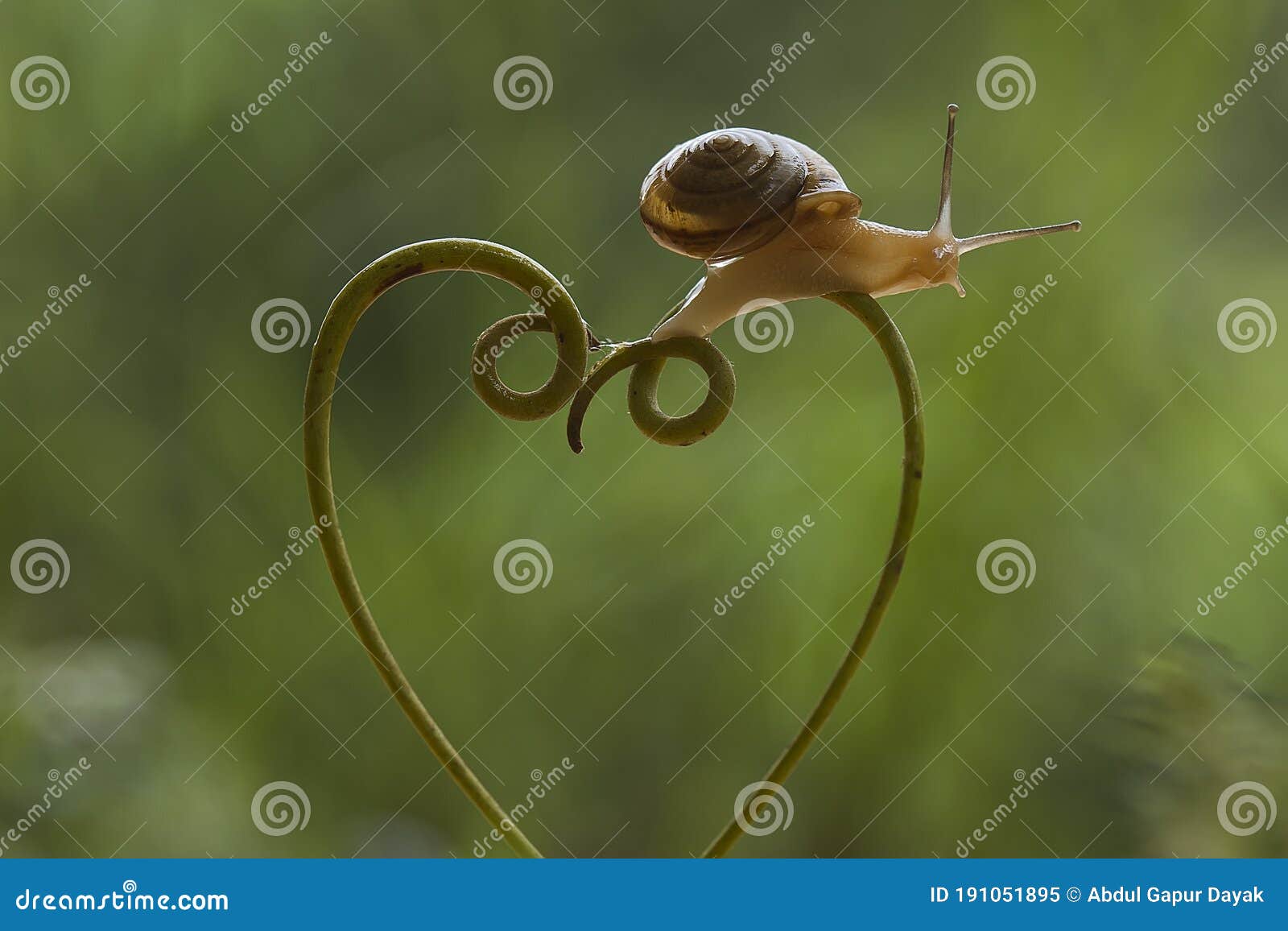 Snail on Fern stock image. Image of mantish, animal - 191051895