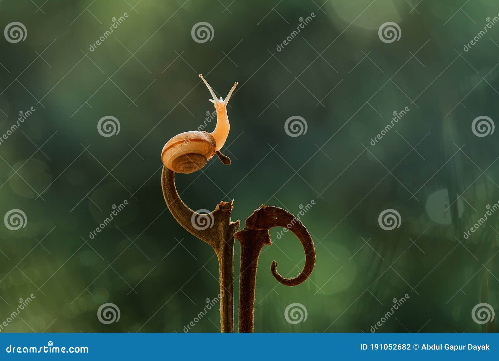 Snail on Branch stock photo. Image of branch, live, locations - 191052682