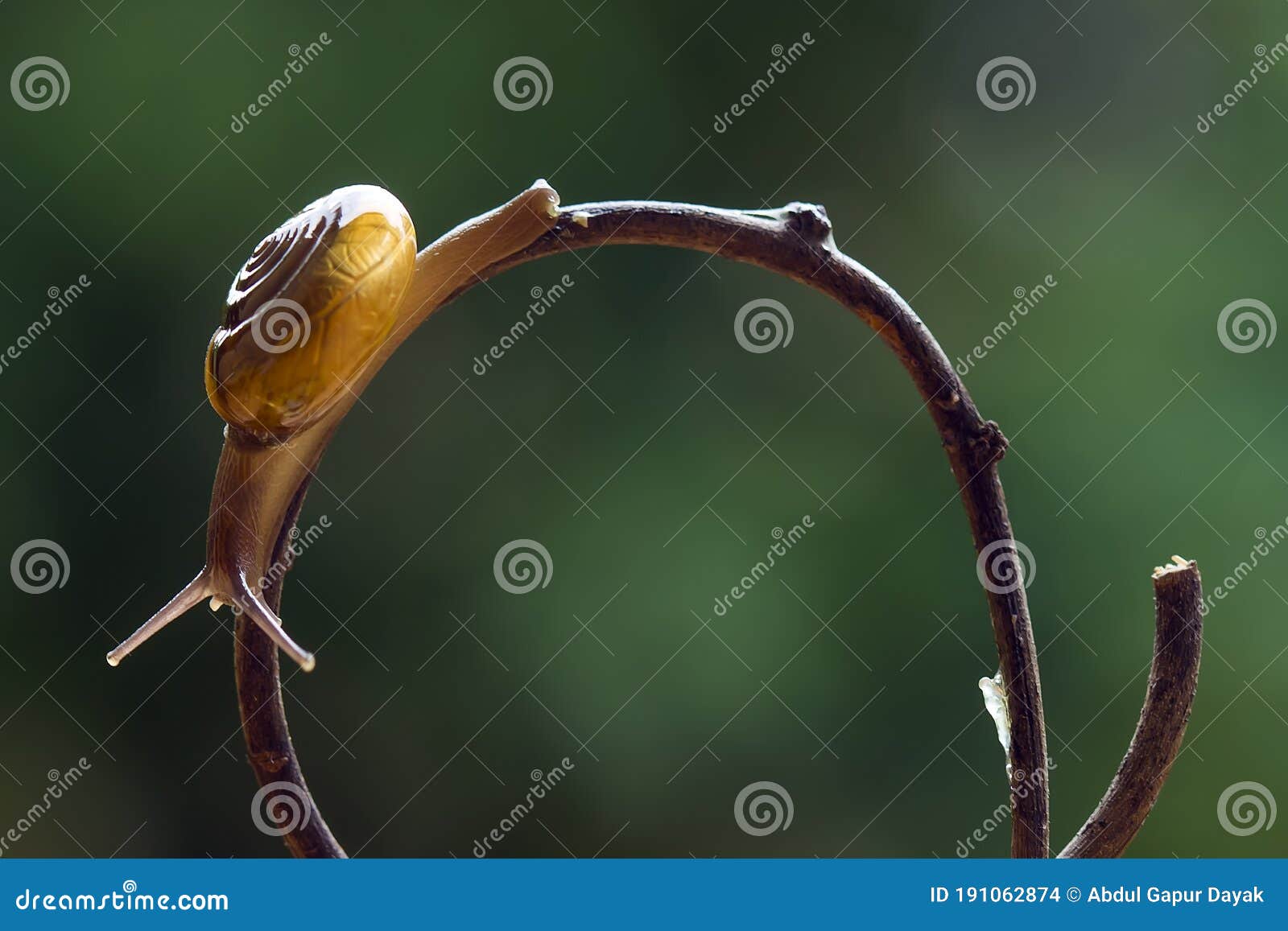 Snail on Branch stock photo. Image of tendril, snails - 191062874