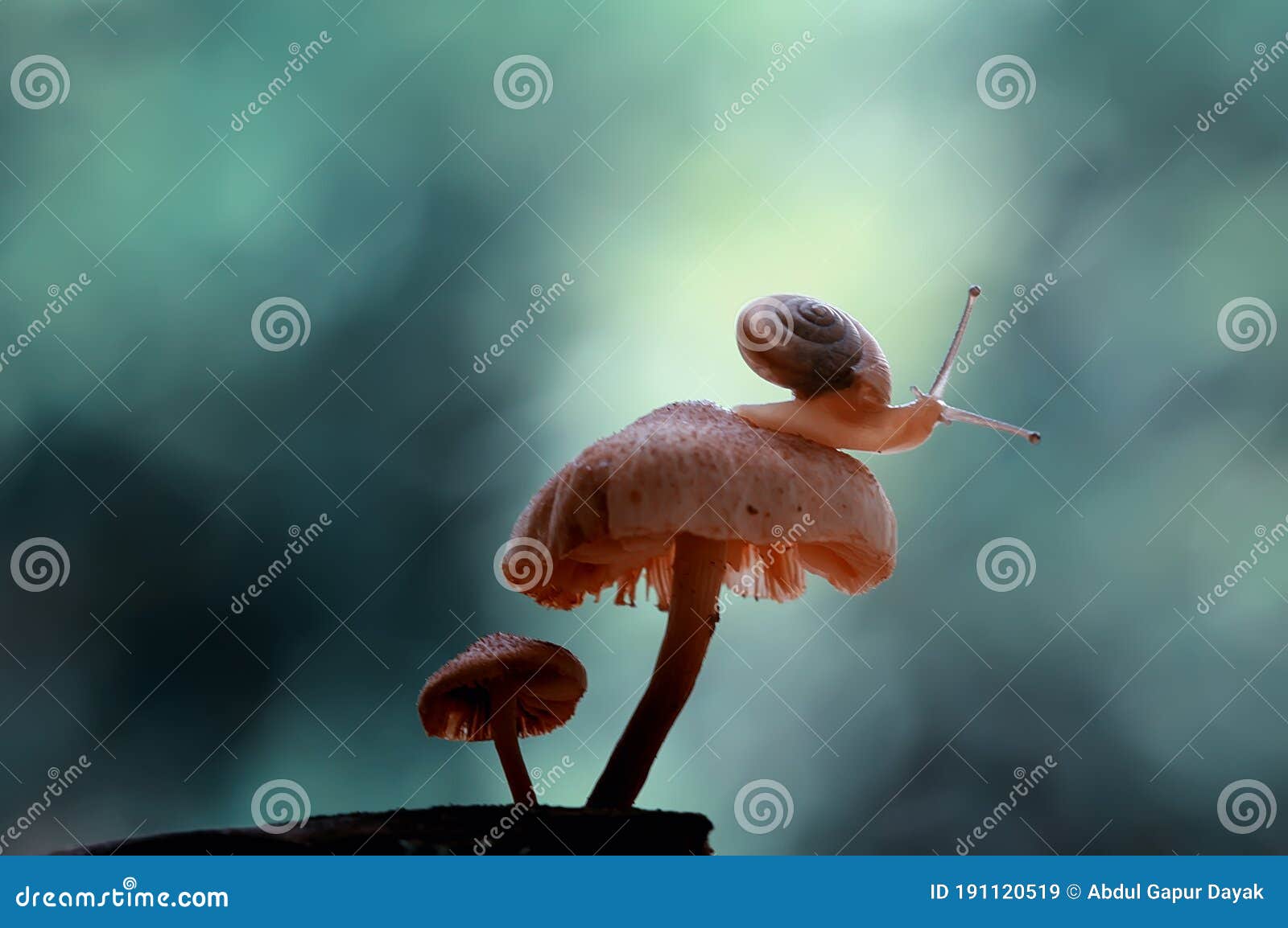 Snail on Fungus stock image. Image of shell, natural - 191120519