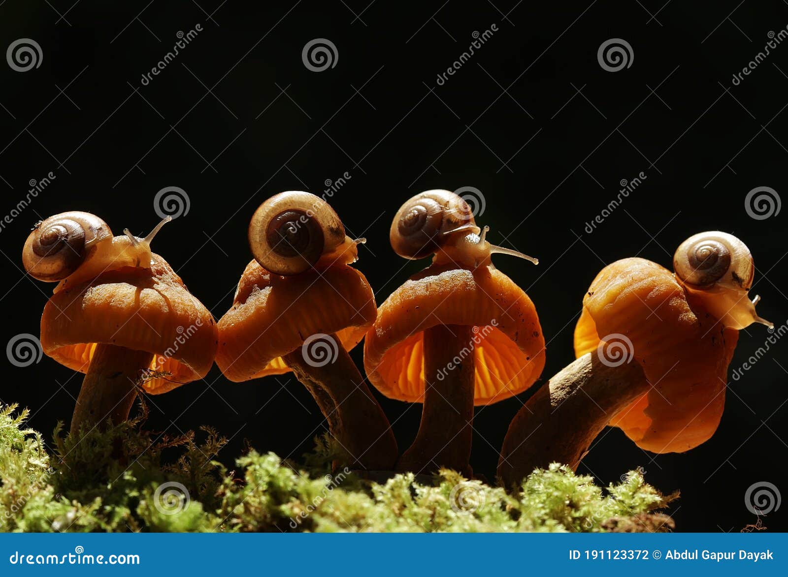 Snail on Fungus stock photo. Image of fungus, insects - 191123372