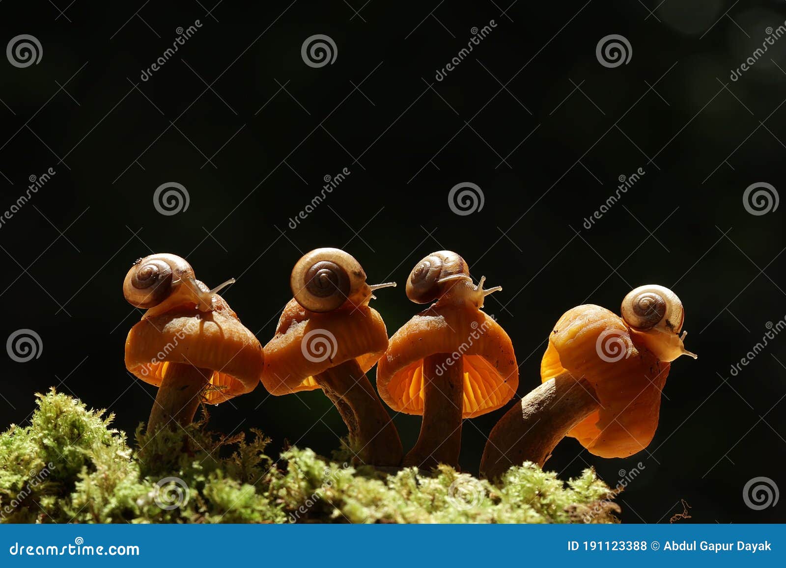 Snail on Fungus stock photo. Image of plant, beautiful - 191123388