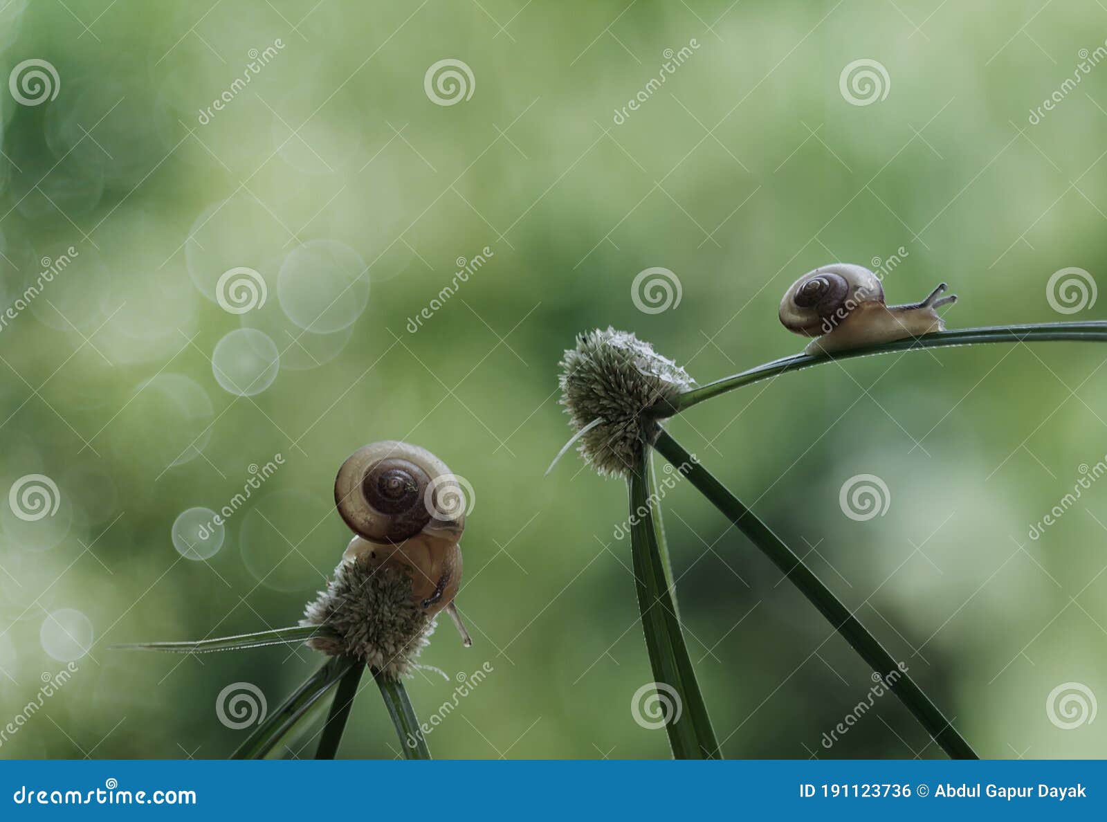 Snail on Grass stock photo. Image of tortoise, branch - 191123736