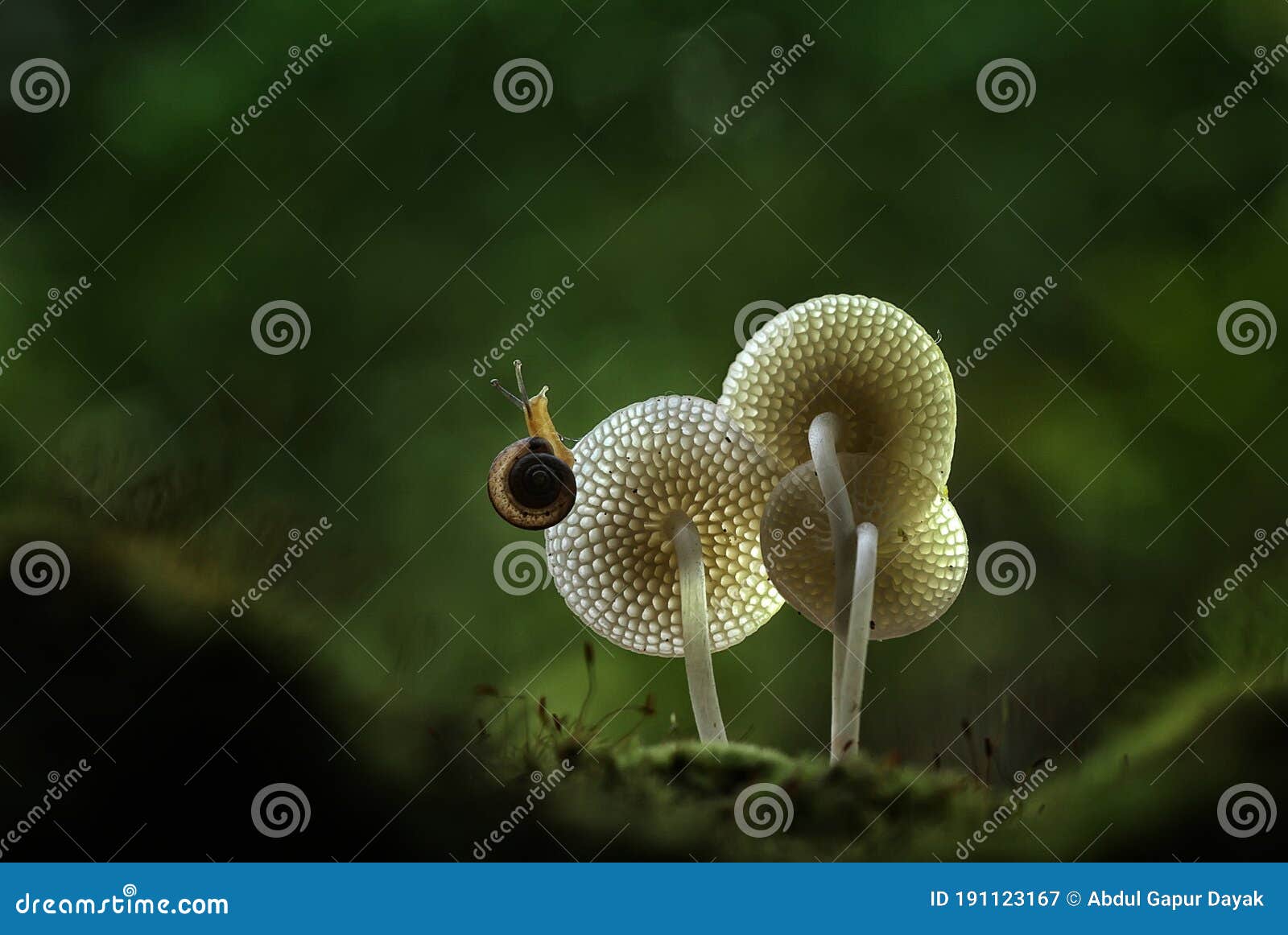 Snail on Fungus stock image. Image of natural, forest - 191123167