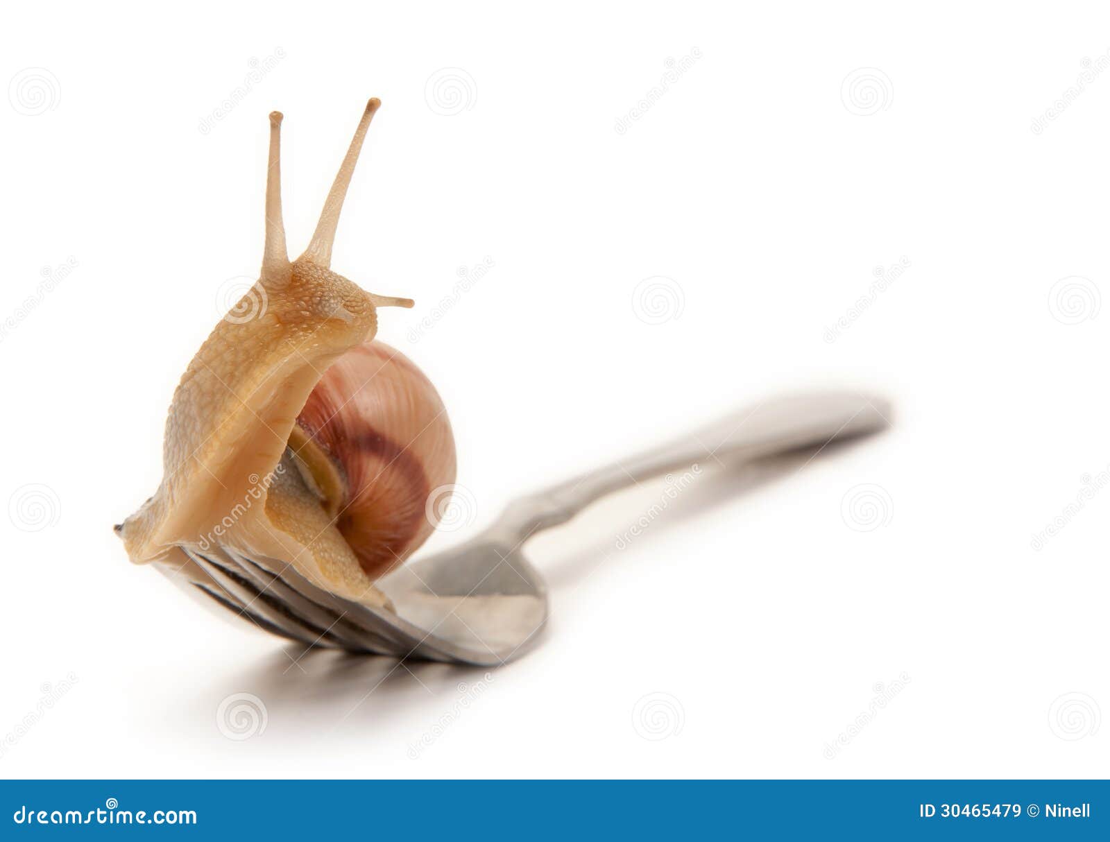 Snails stock image. Image of gliding, insect, brown, gastropod - 30465479