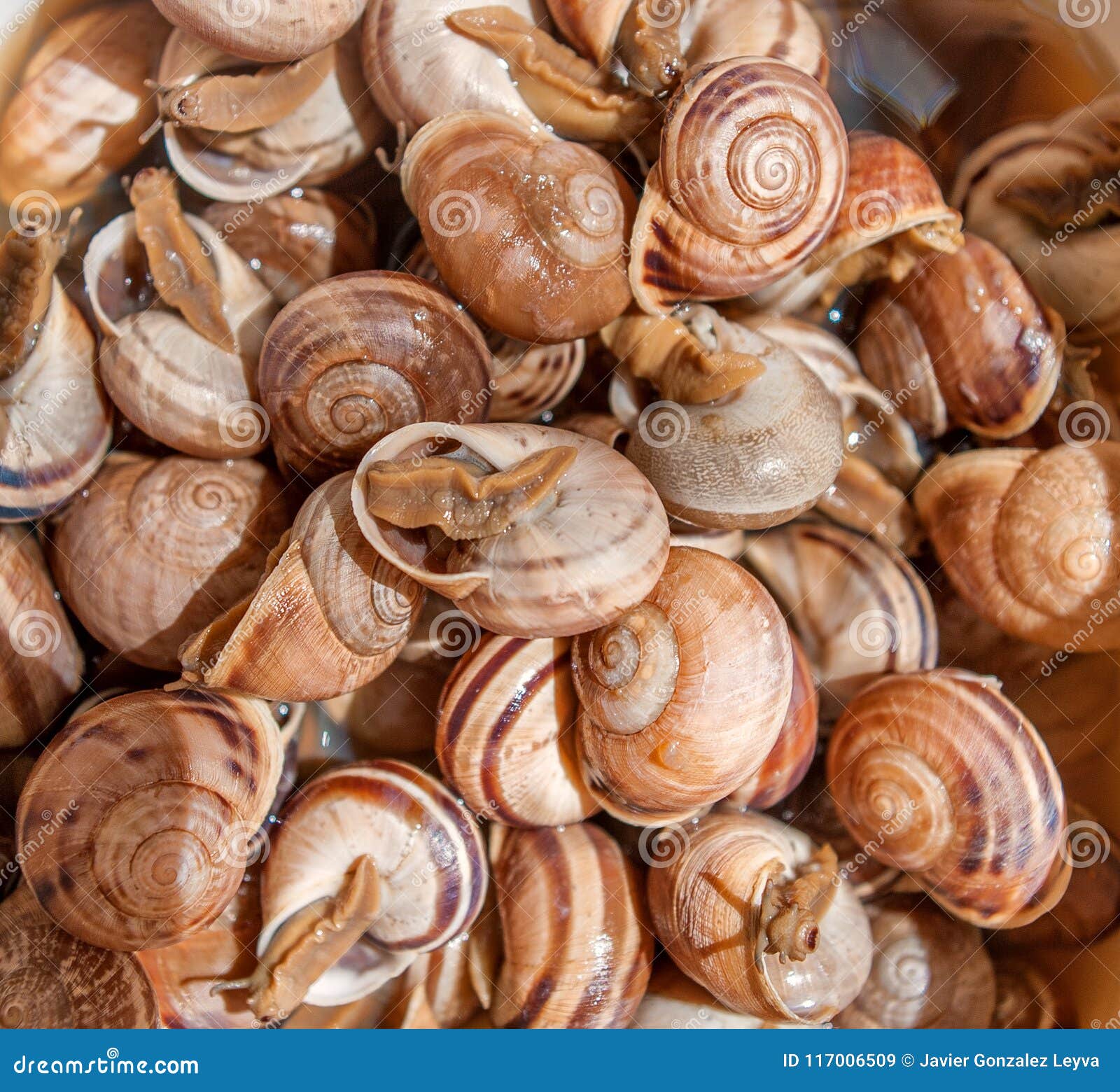 Snails stock image. Image of dinner, recipe, tasty, french - 117006509
