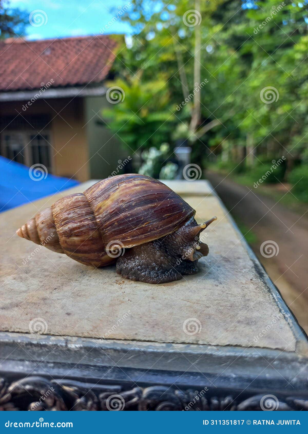 The Snail is on a Cement Platform Stock Image - Image of animals ...